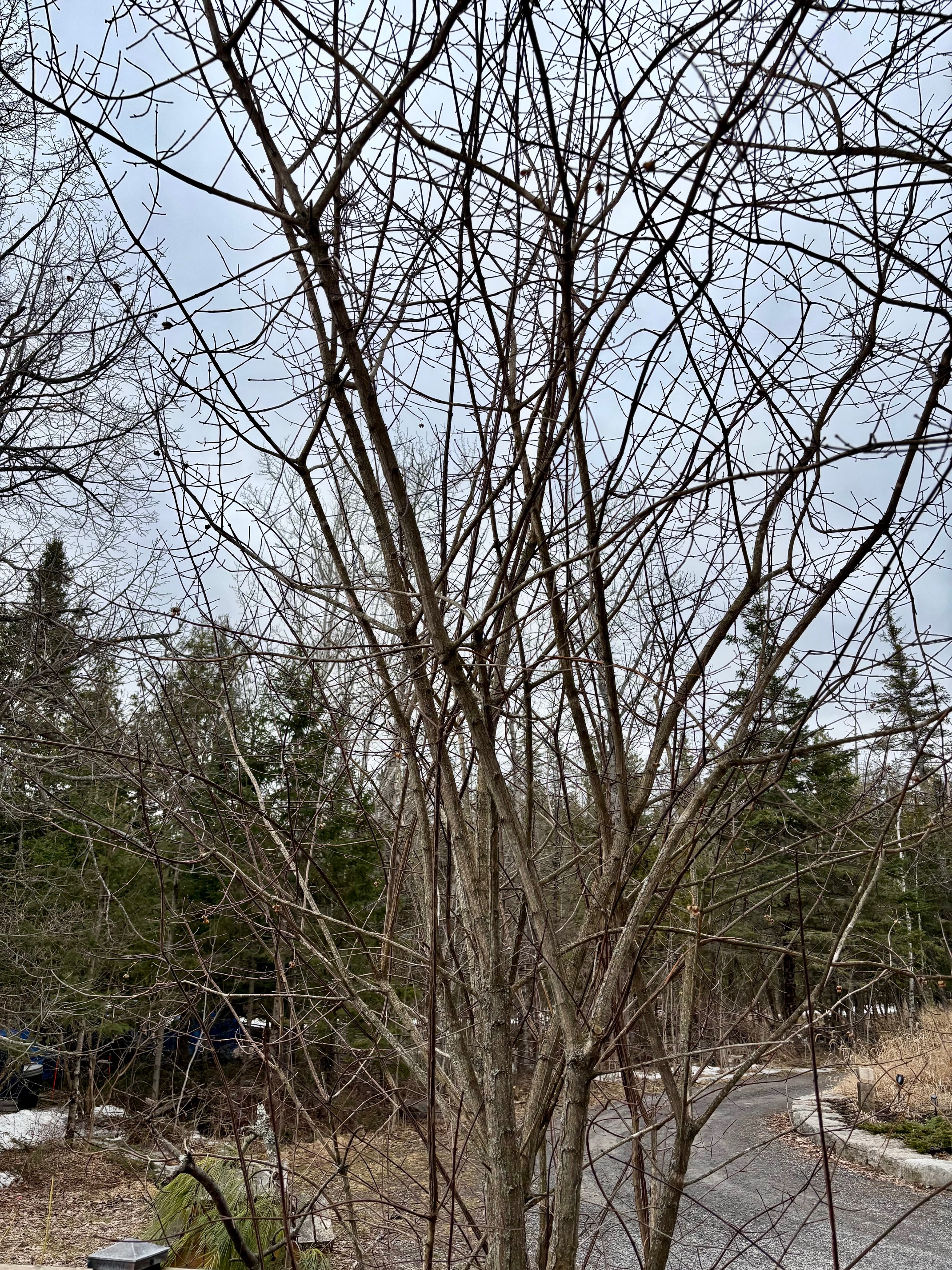 Trees and Humans: A Unique Connection – From the Shores of the Ottawa River